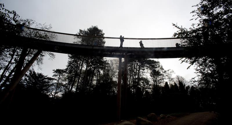 Snapped: Westonbirt Arboretum Tree Walk